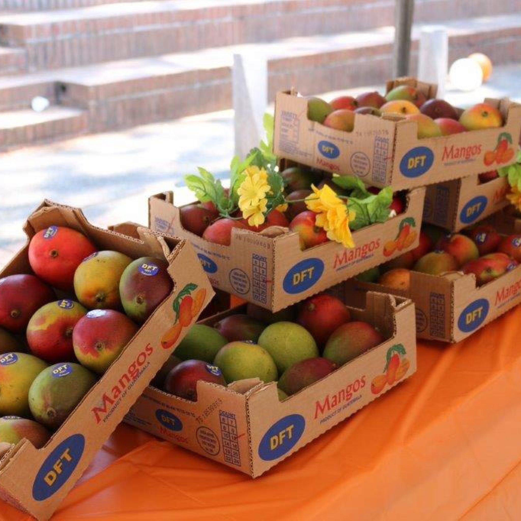 Festival Promoverá El Consumo De Mango De Exportación