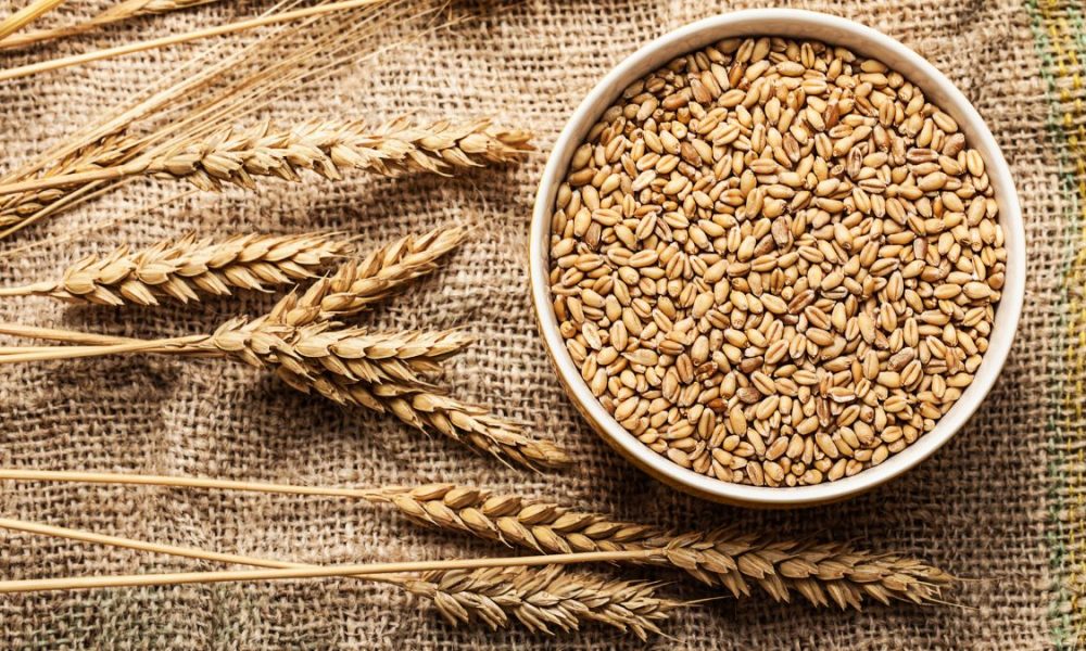 Estiman Que Precios Del Maíz Y Trigo Mantendrán Precios Récord