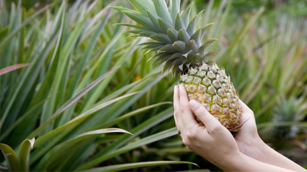 Costa Rica Exportará Piña Con Huella De Carbono Cero